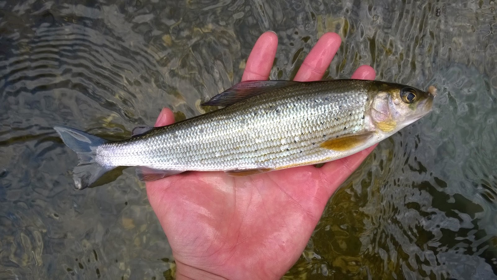 James' Angling Adventures.: River Avon ( Britford Fishery ).